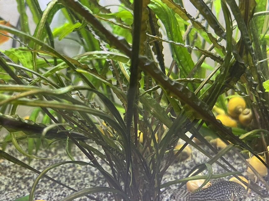 Аквариумные растения