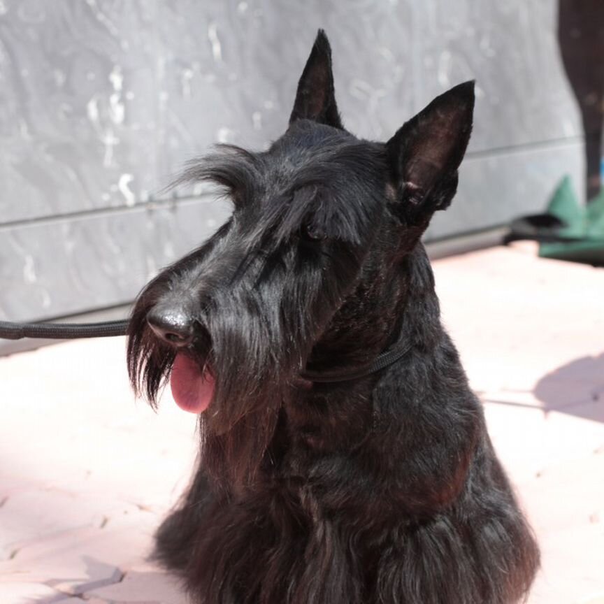 Девочка без доставки