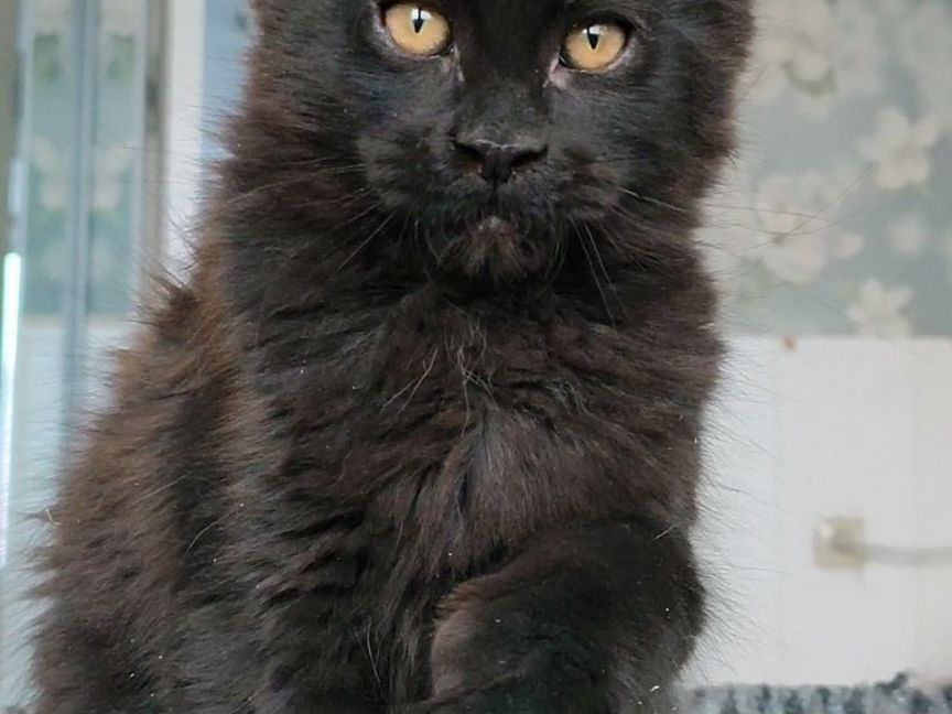 Девочка для ценителей породы мейн-кун