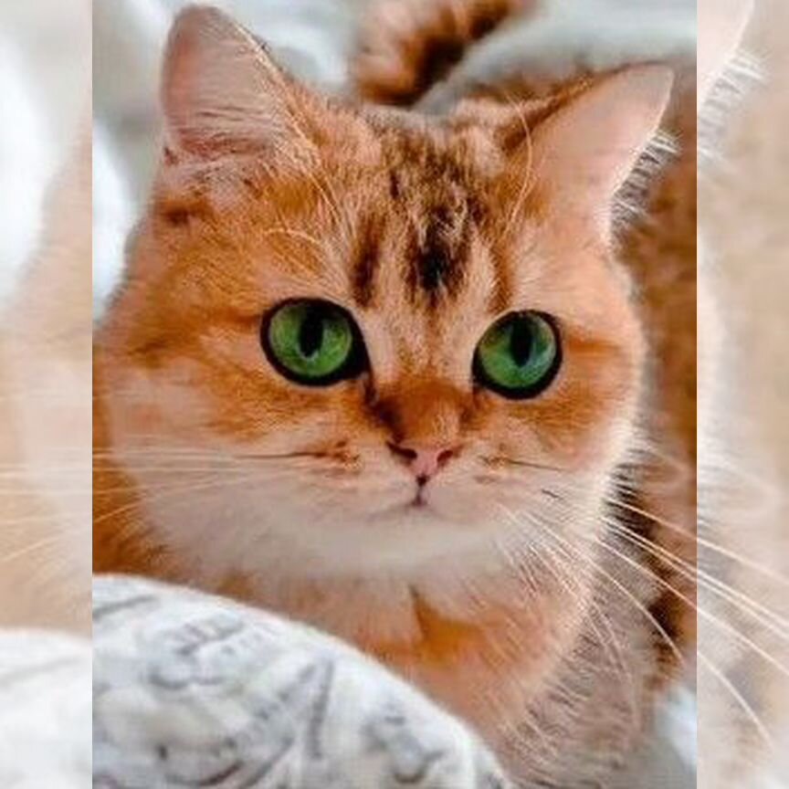 Котята золотая шиншилла продаю