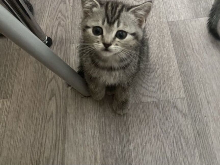 Шотландская кошечка