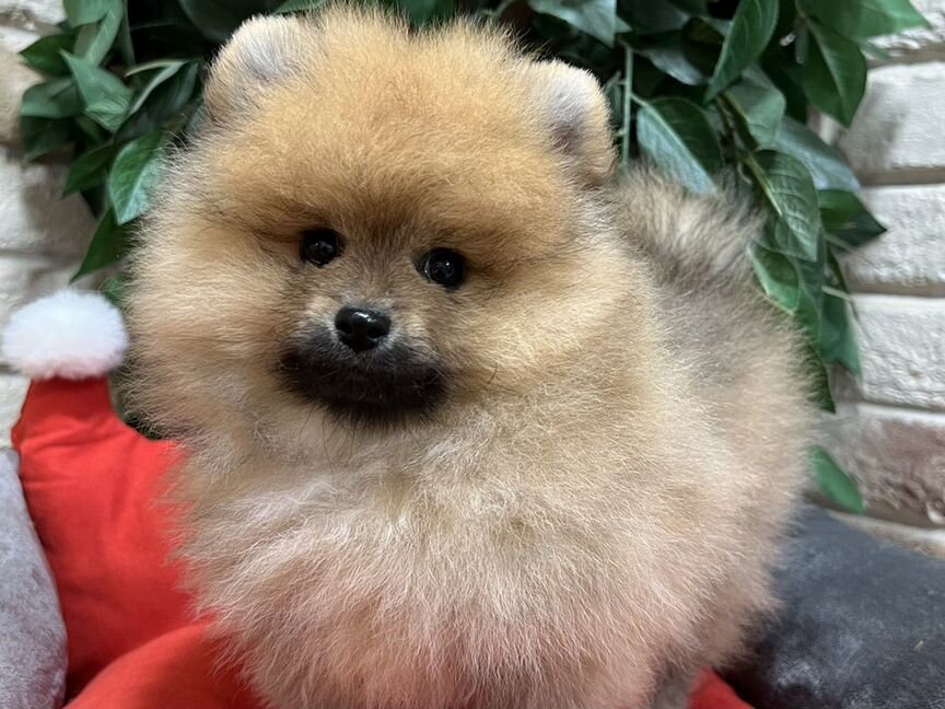 Померанский шпиц мини мальчики и девлчки