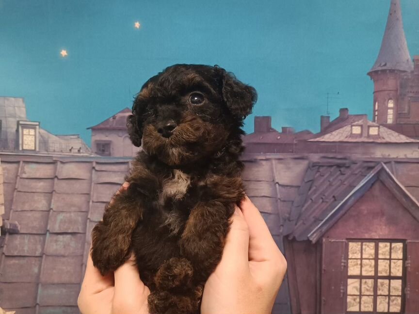 Малыш Мальтипу F1