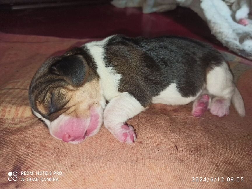 Продам щенков бигля