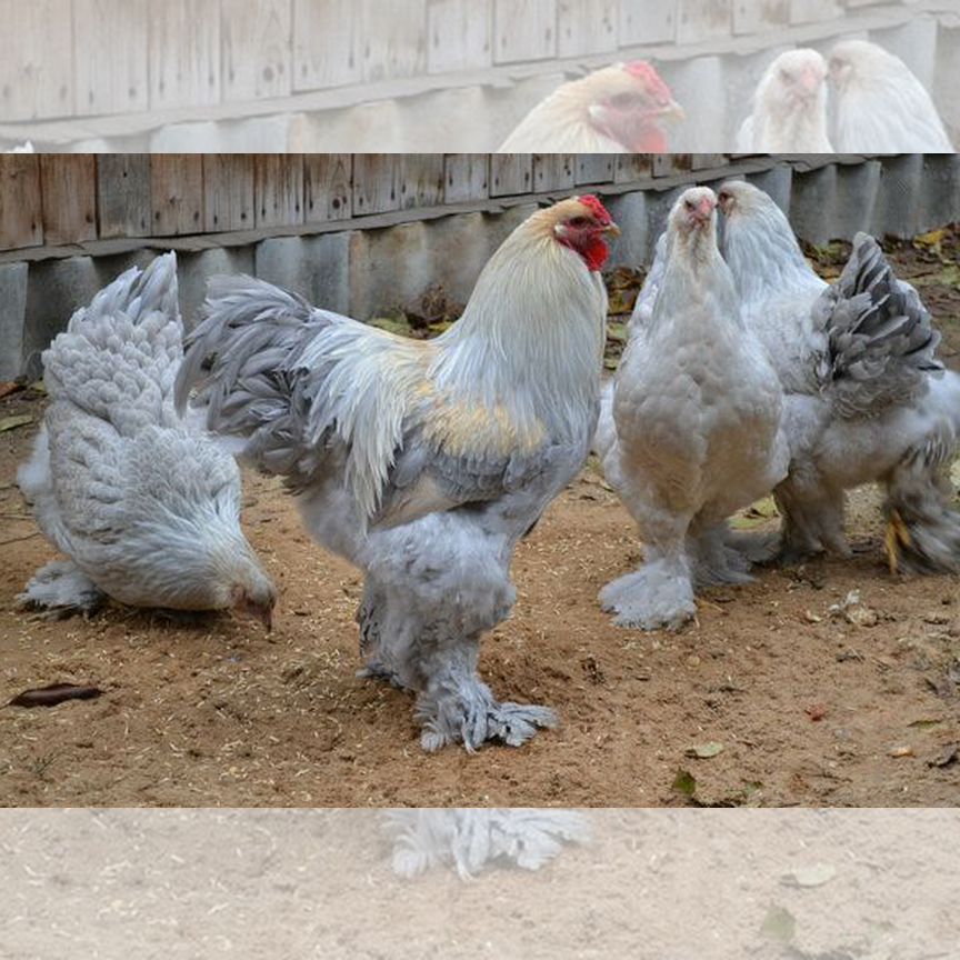 Брама изабелла куры (семья )