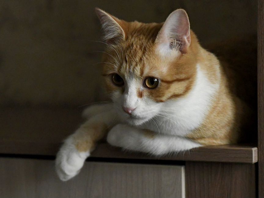 Кот Абрикос в добрые руки