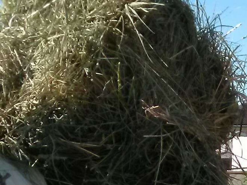 Сено в тюках