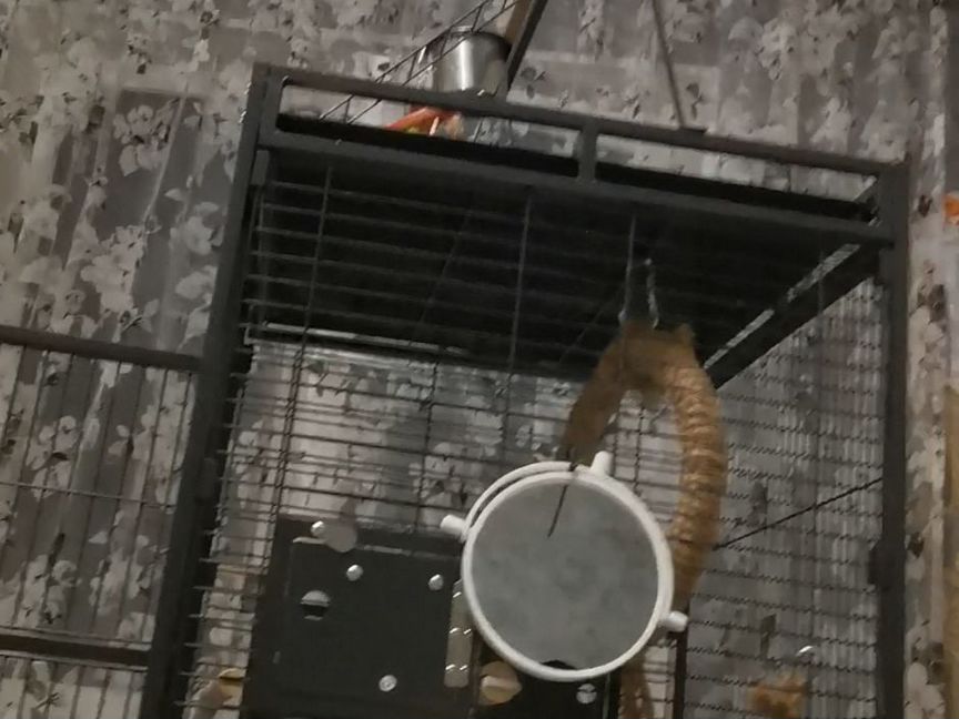 Продам попугая