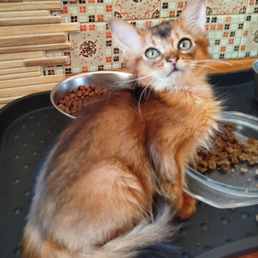 Котята Сомали