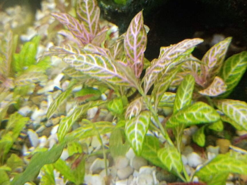 Креветки аквариумные Red