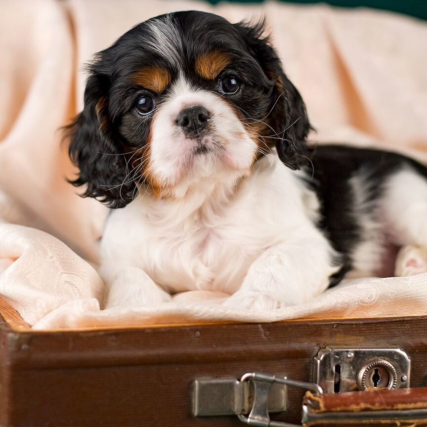 Кавалер кинг-чарльз-спаниель, щенок