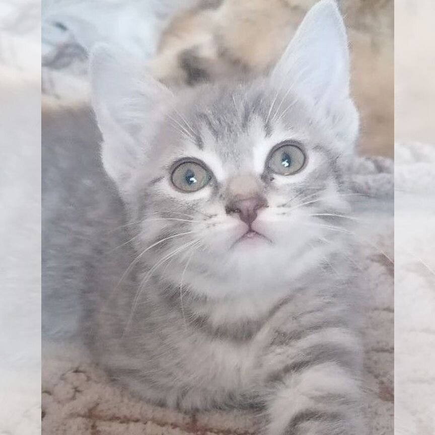 Шотландский вислоухий короткошёрстный котёнок