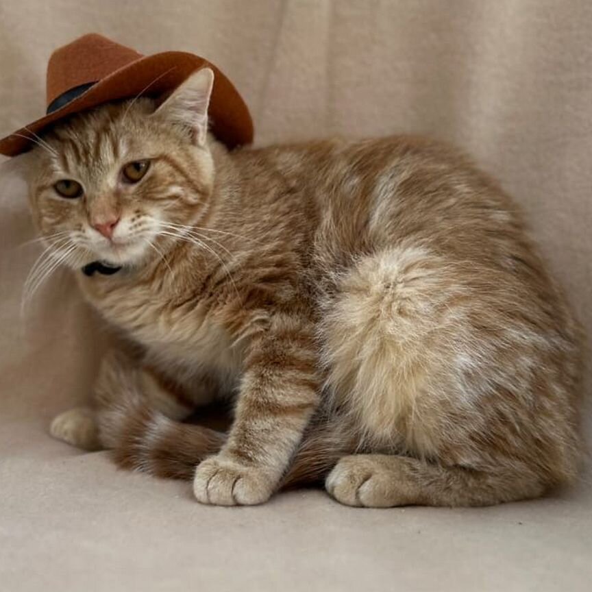 Котик в добрые руки