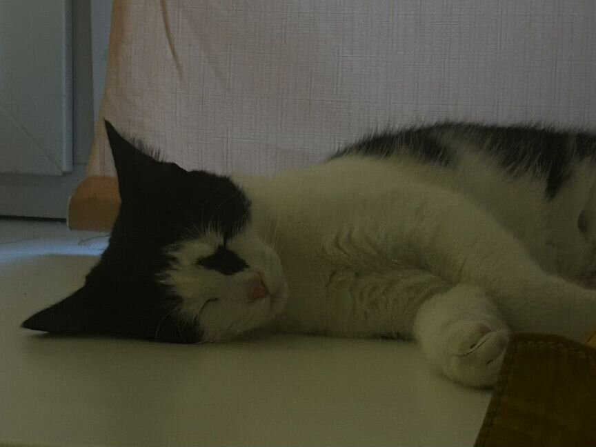 Кот