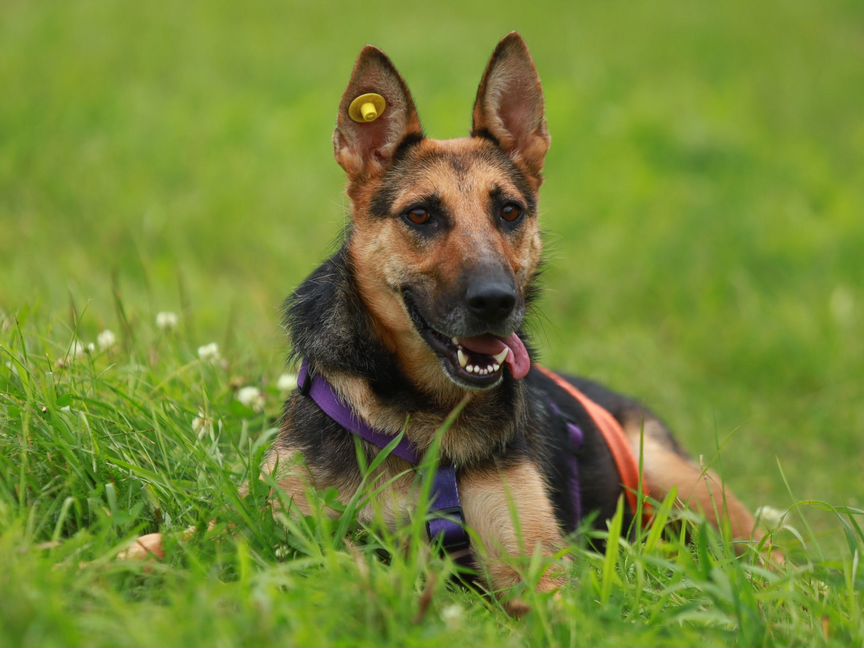 Овчарка" спасенная от живодеров ищет дом