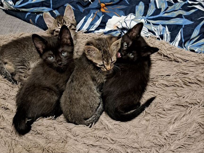 Котята в добрые руки