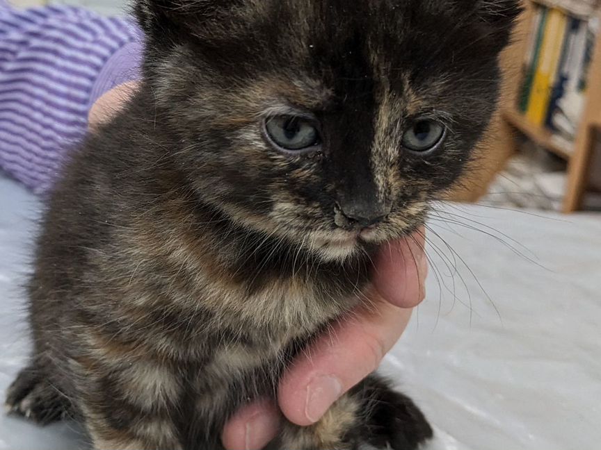 Отдам котят в добрые руки