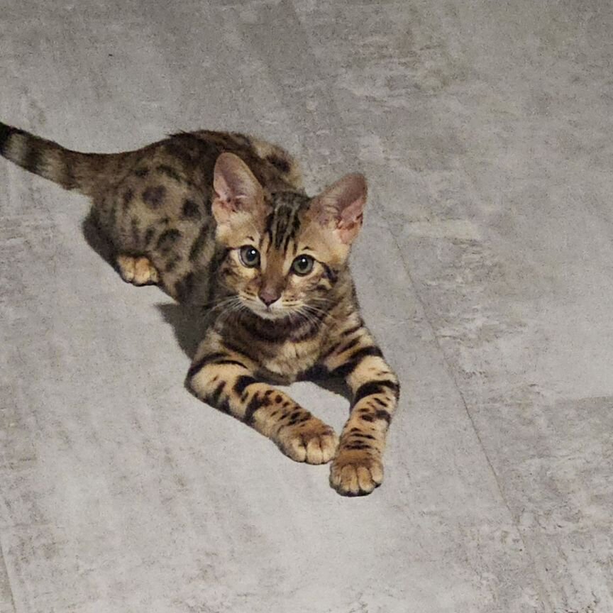 Бенгальская кошка