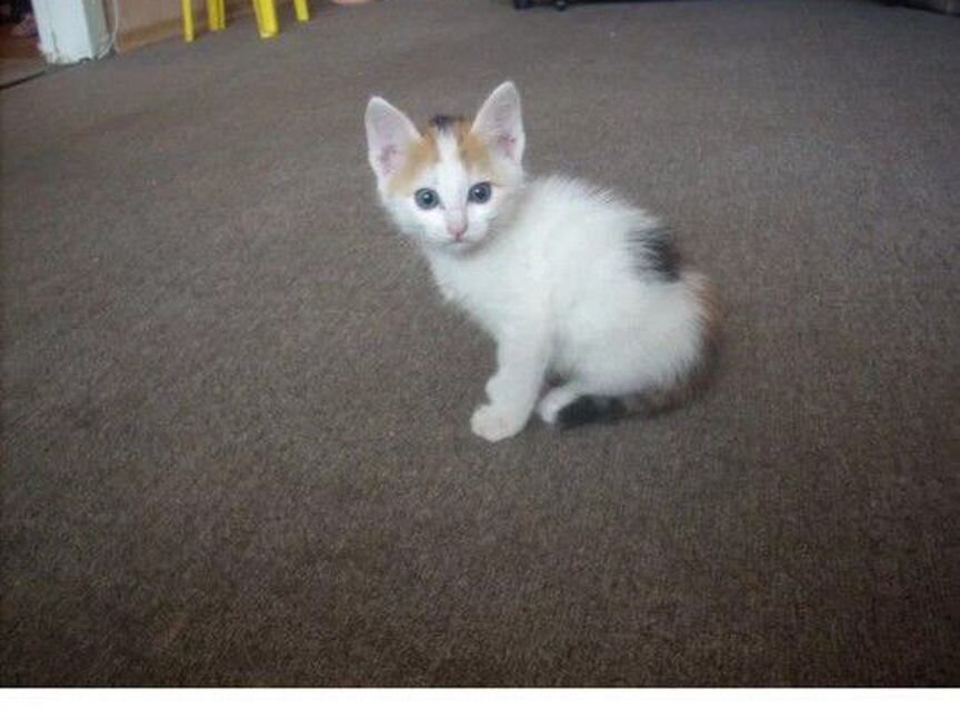 Котенок