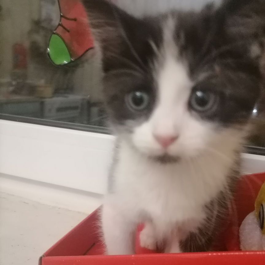 Котёнок анталийской породы