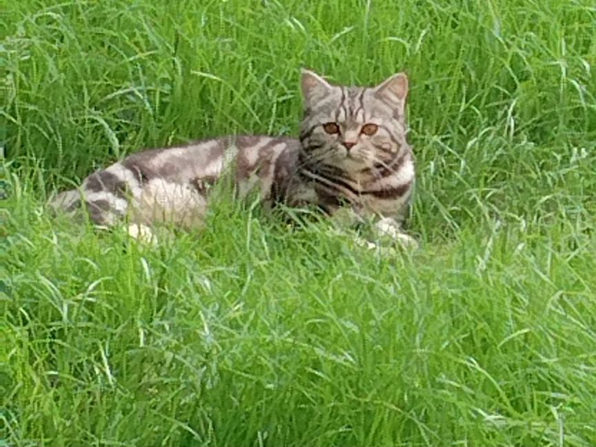Британский кот