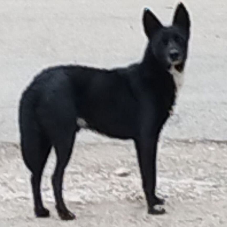 Отдам в добрые руки щенка-подростка