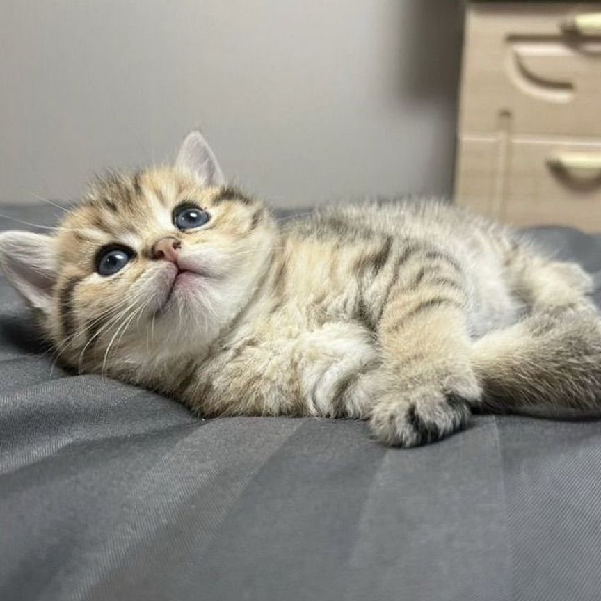 Британский короткошёрстный котёнок
