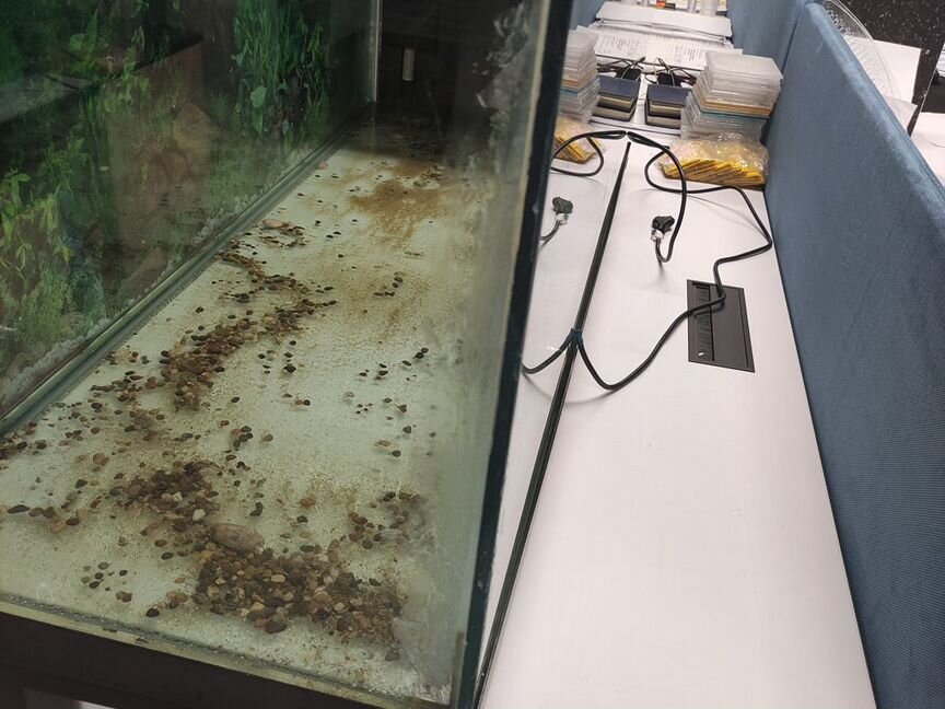 Аквариум бесплатно