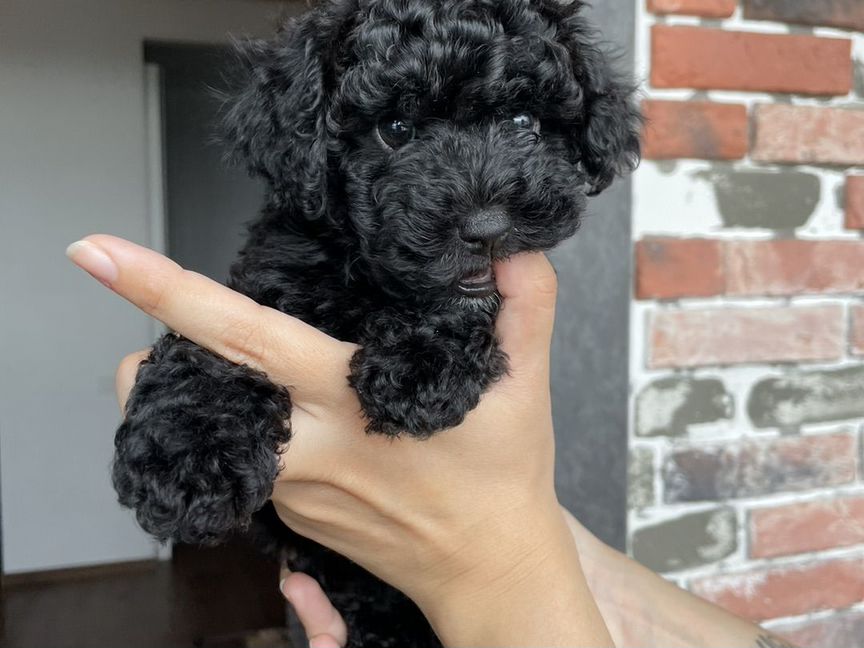 Бишпу (мальтипу)