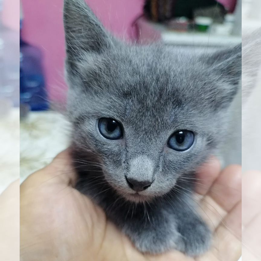 Отдам котенка мальчик