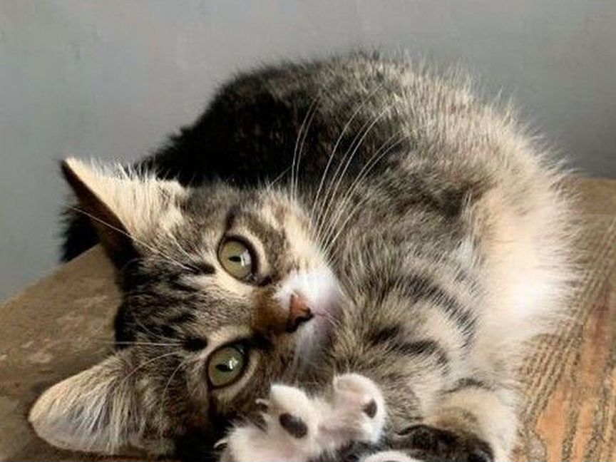 Котенок в добрые руки