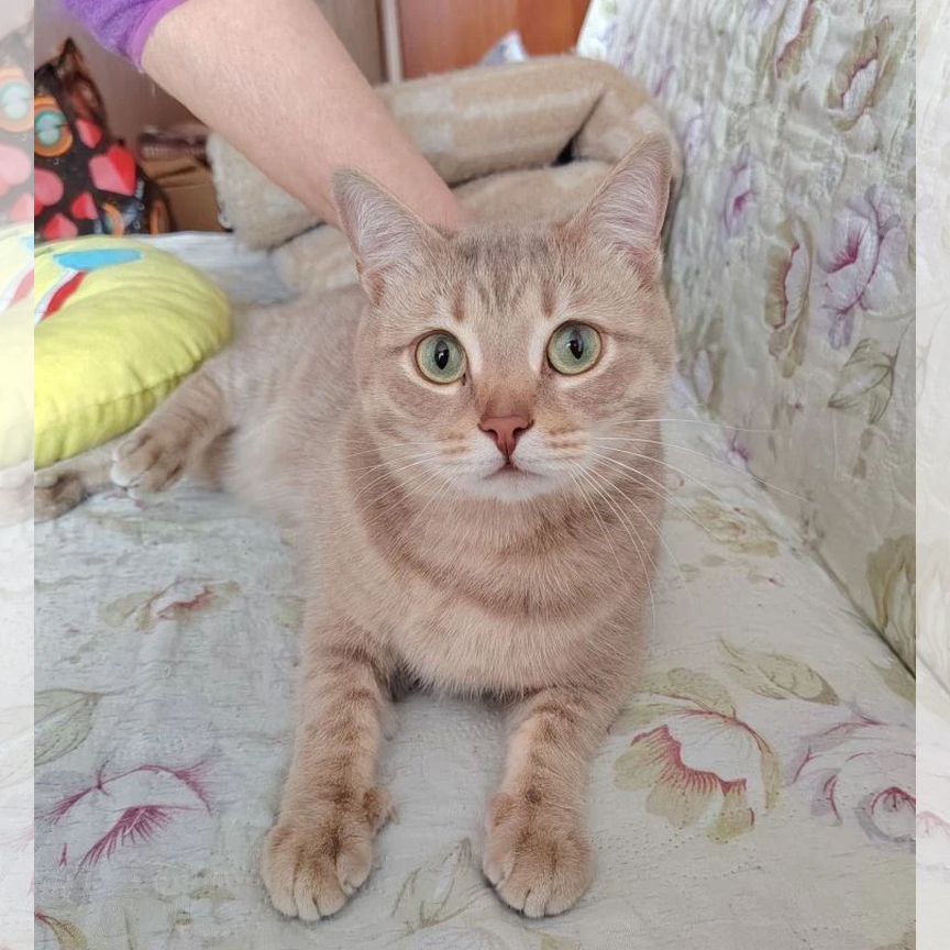 Британский короткошёрстный, взрослый кот