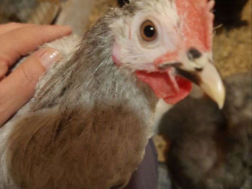 Петух кохинхин карлик