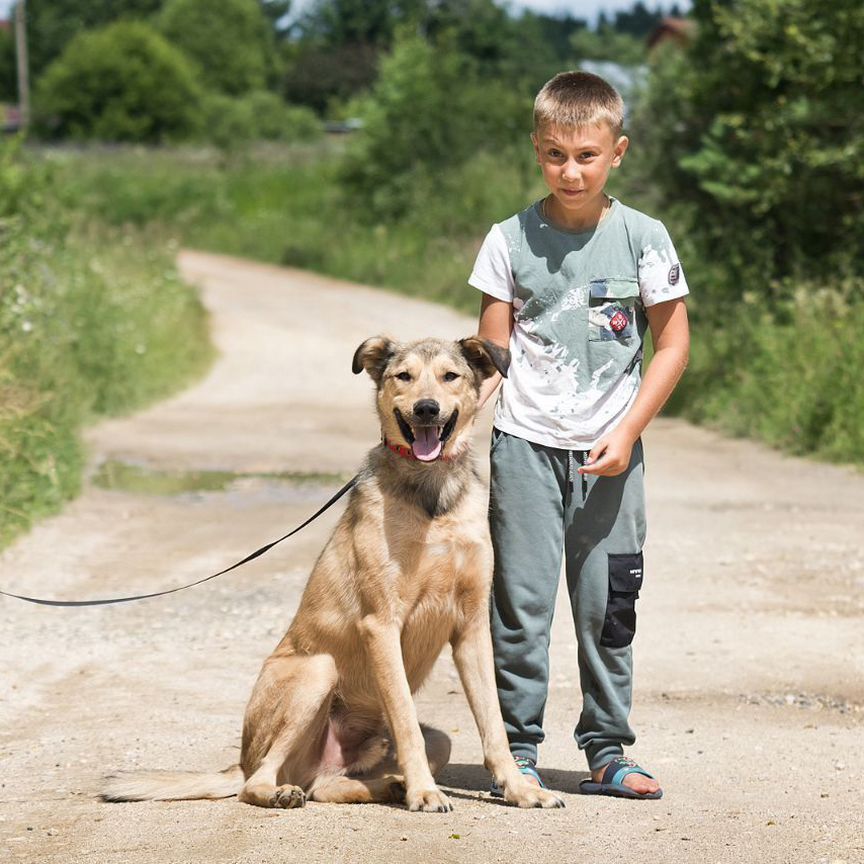 Собака в добрые руки