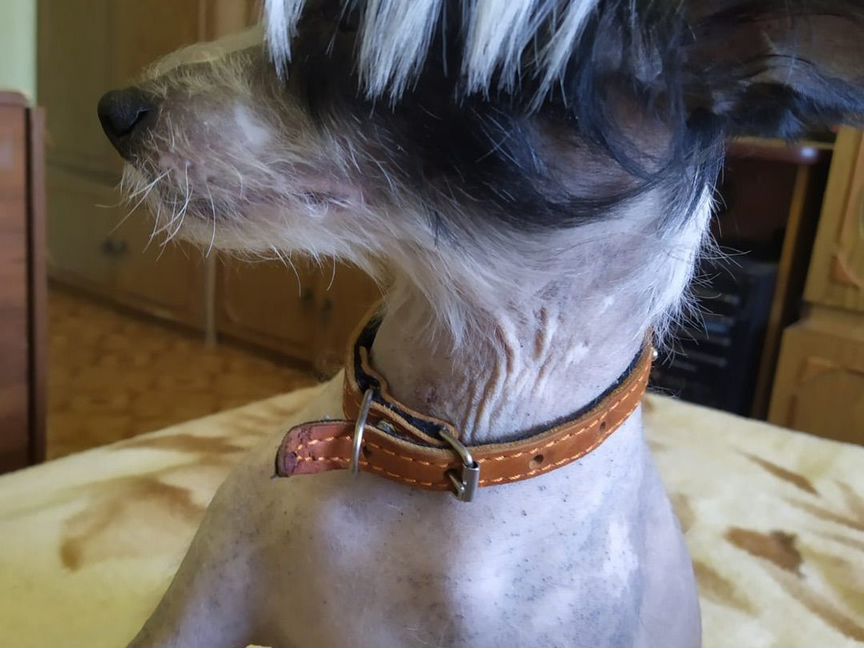 Китайская хохлатая