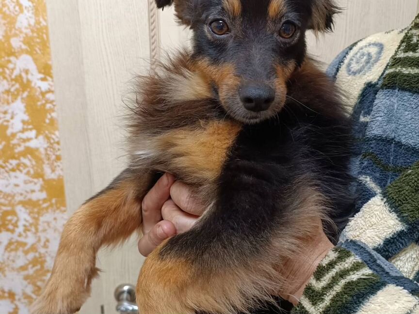 Небольшой пёсик