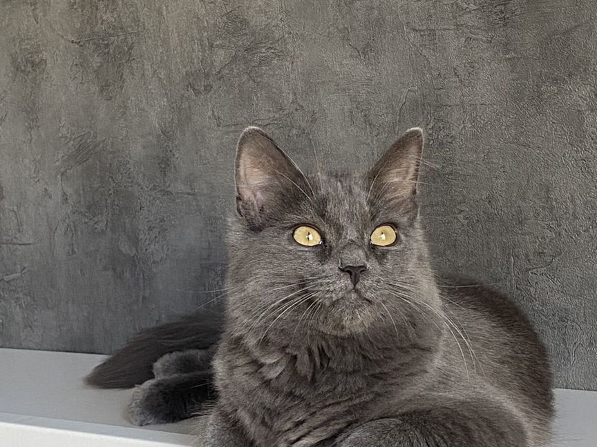 Кот в добрые руки