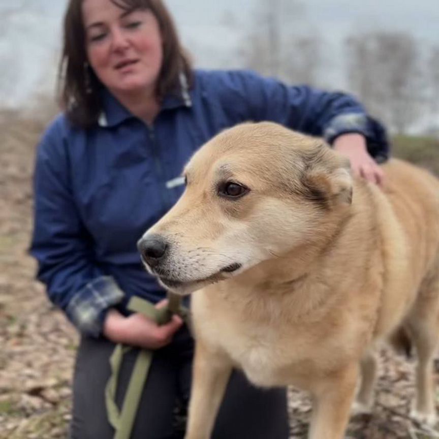 Собака Барби в добрые руки