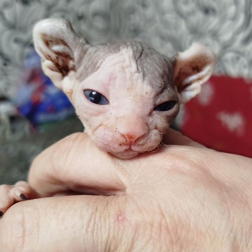 Канадский сфинкс котёнок