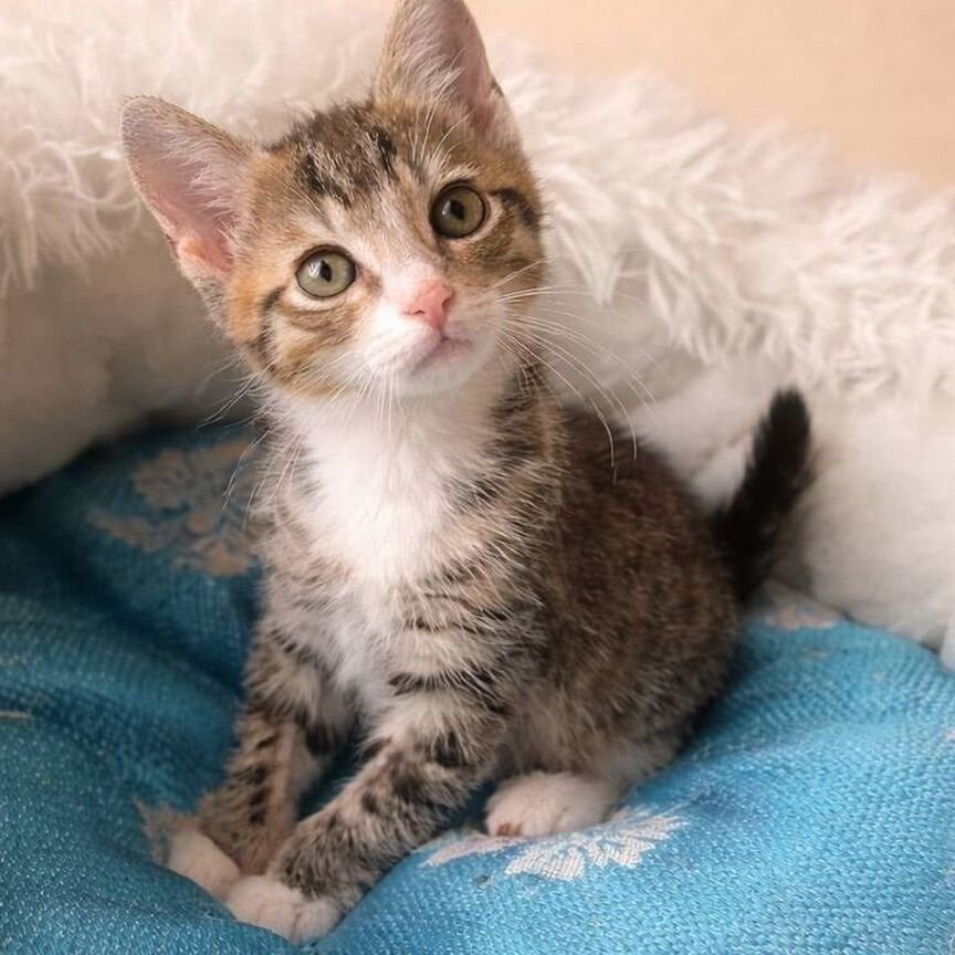 Котёнок в добрые руки