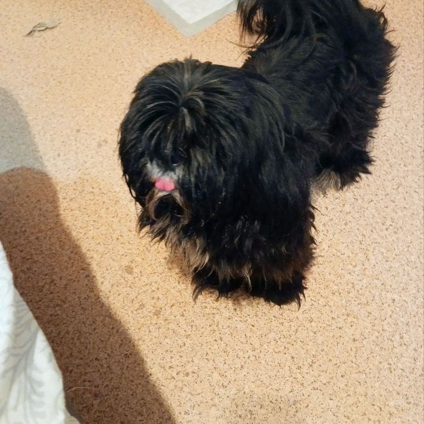 Найдён песик