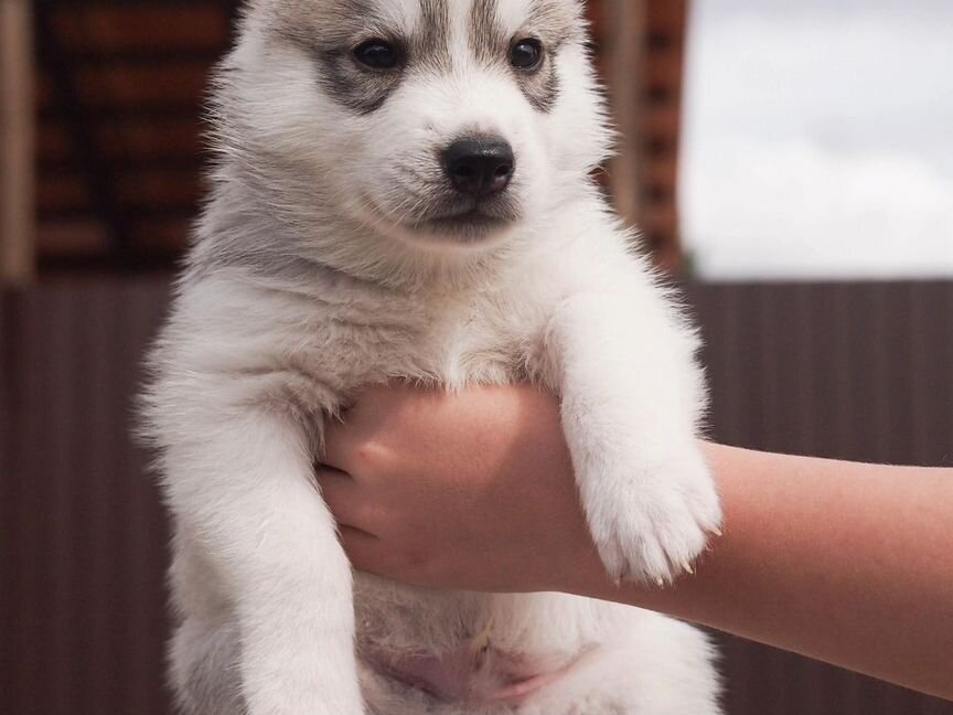 Щенки сибирского хаски
