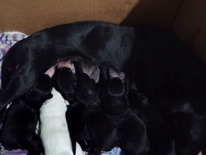 Собака в добрые руки щенок помесь