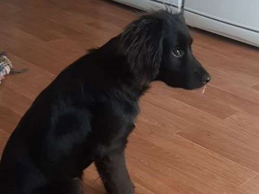 Милая Эльза, 4,5 месяца, ищет дом