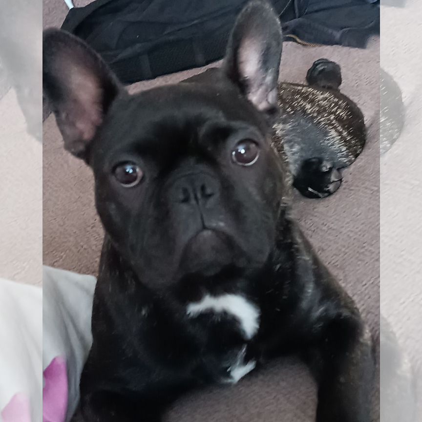 Французский бульдог