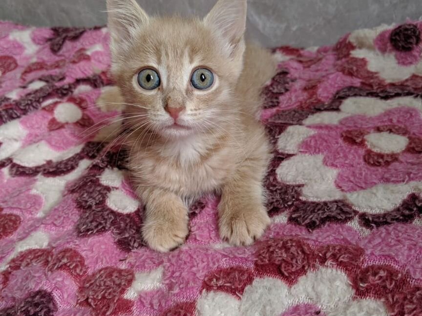 Рыжий котенок девочка