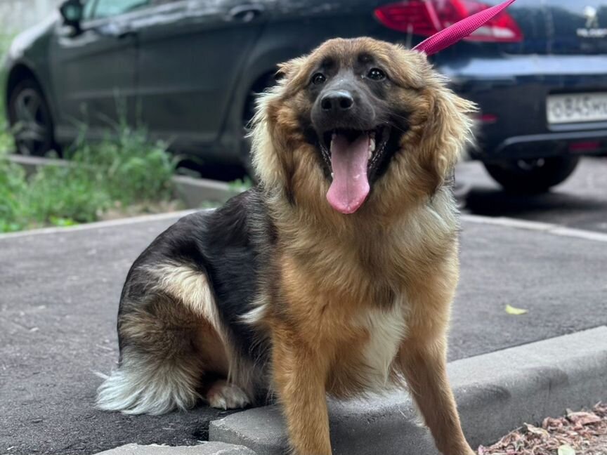 Красивая собака Фиона в добрые руки