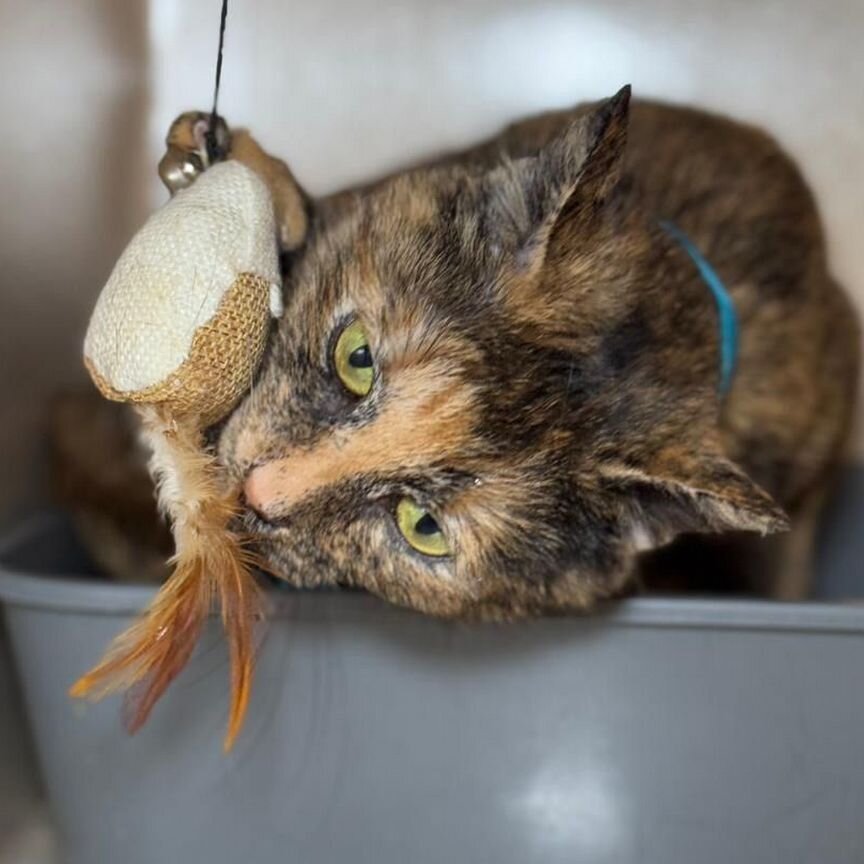 Молодая кошечка ищет семью