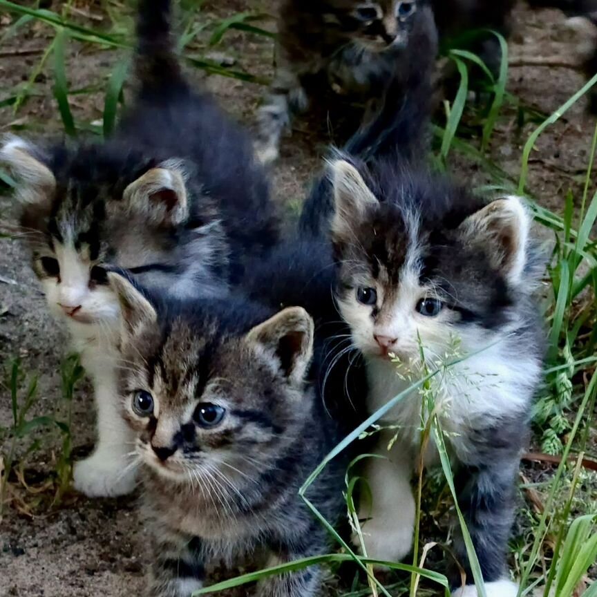 Котёнок в добрые руки