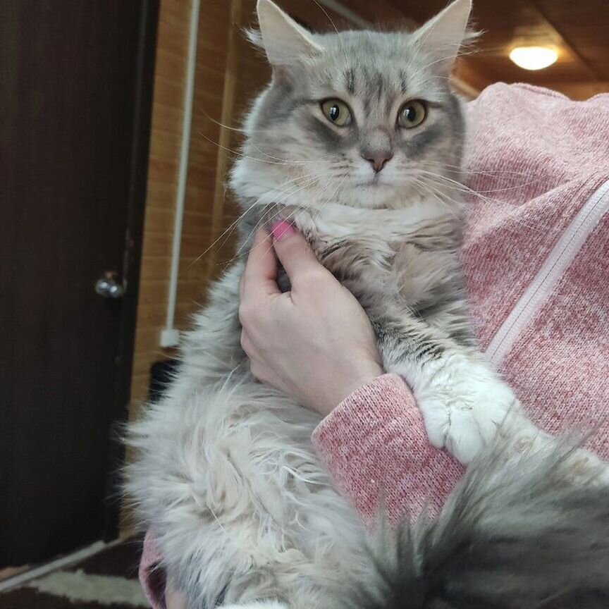 Сапожка в поисках дома